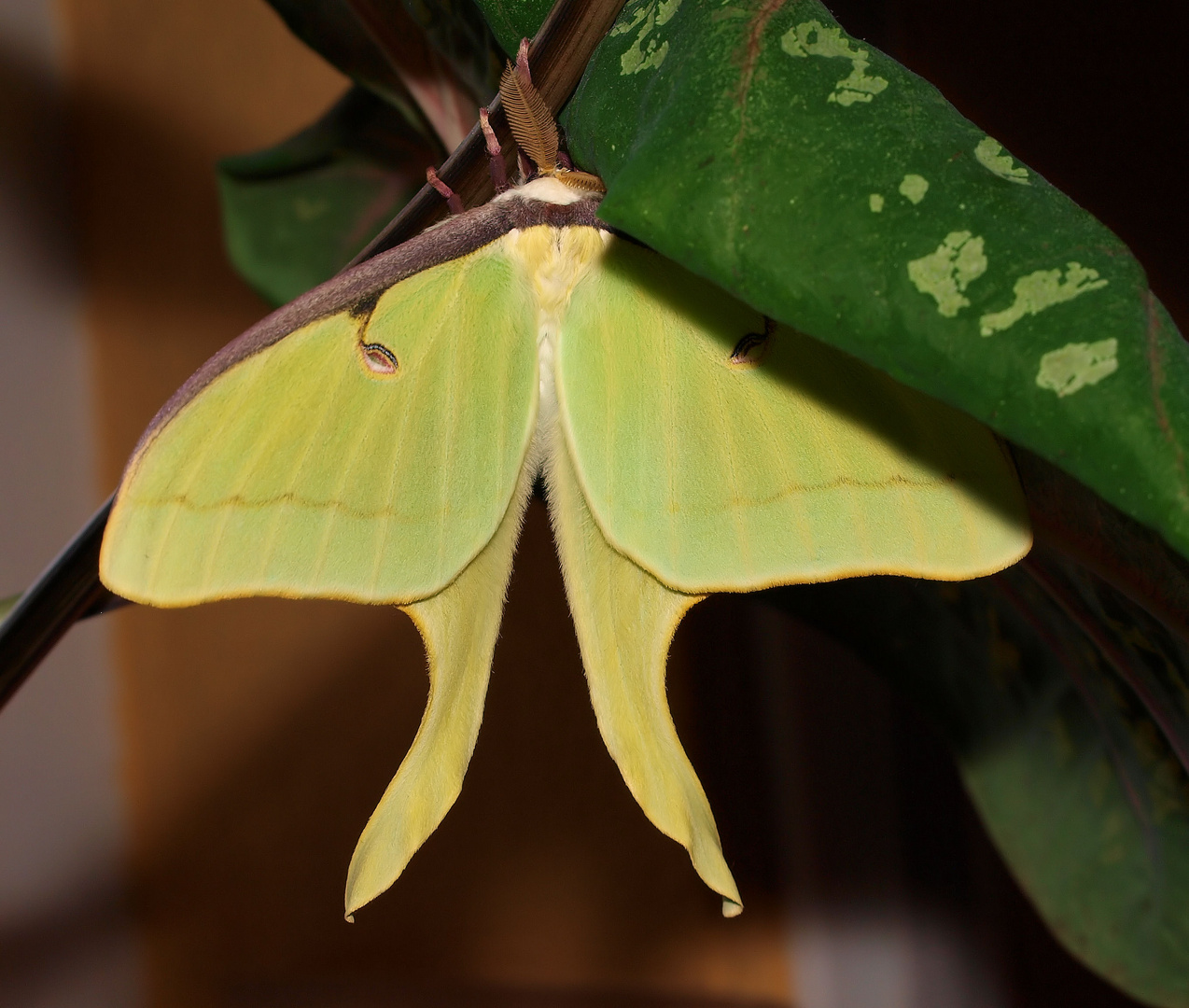 Actias Luna Foto & Bild | tiere, haustiere, terraristik Bilder auf ...
