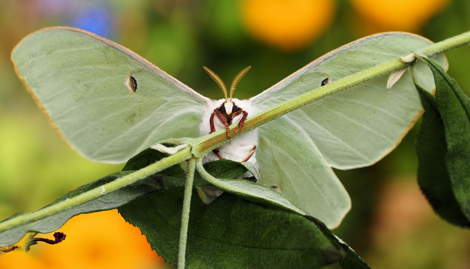 Actias Luna Foto & Bild | fotos, natur, schmetterling Bilder auf ...