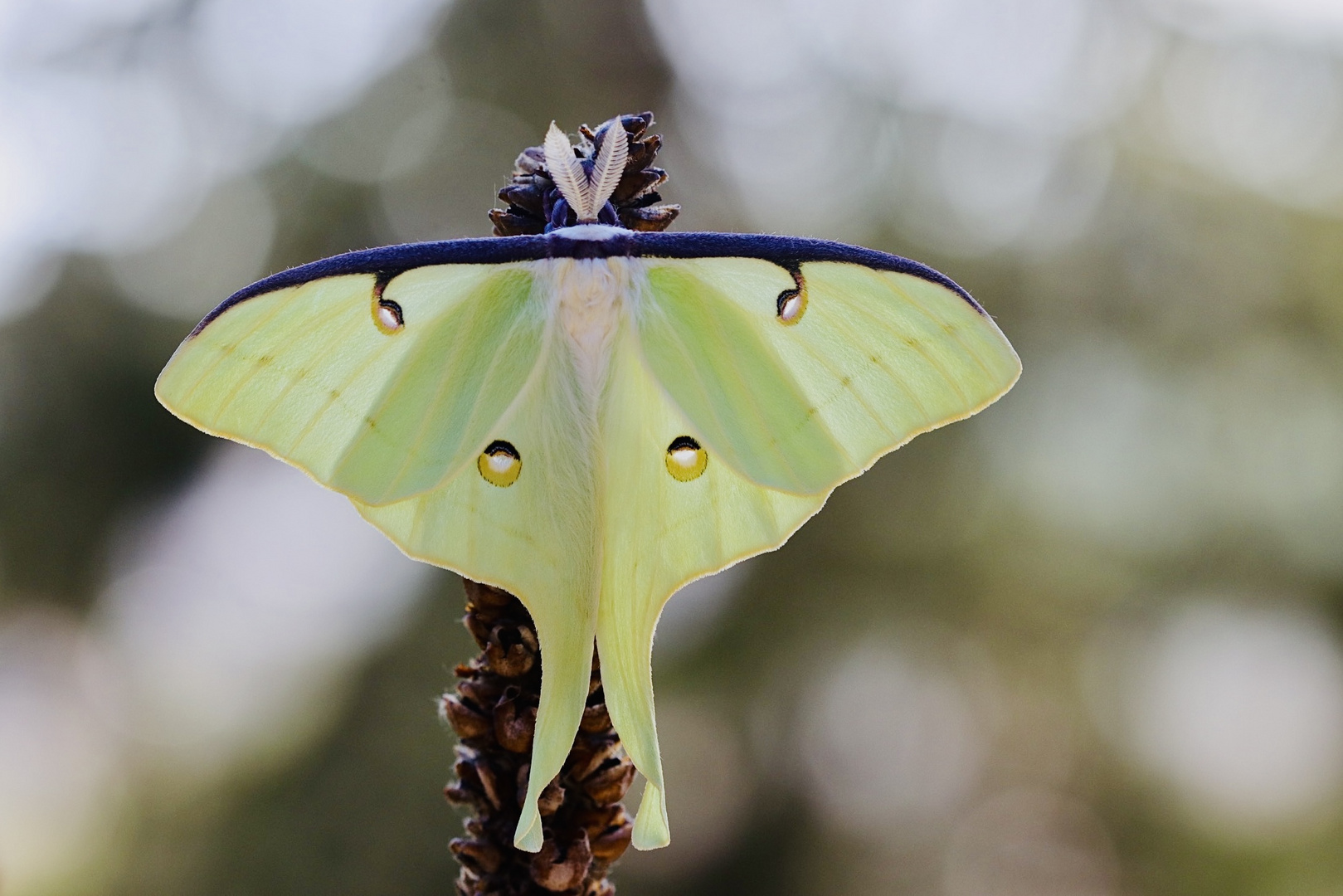 Actias Luna Foto & Bild | tiere, zoo, wildpark & falknerei, insekten ...