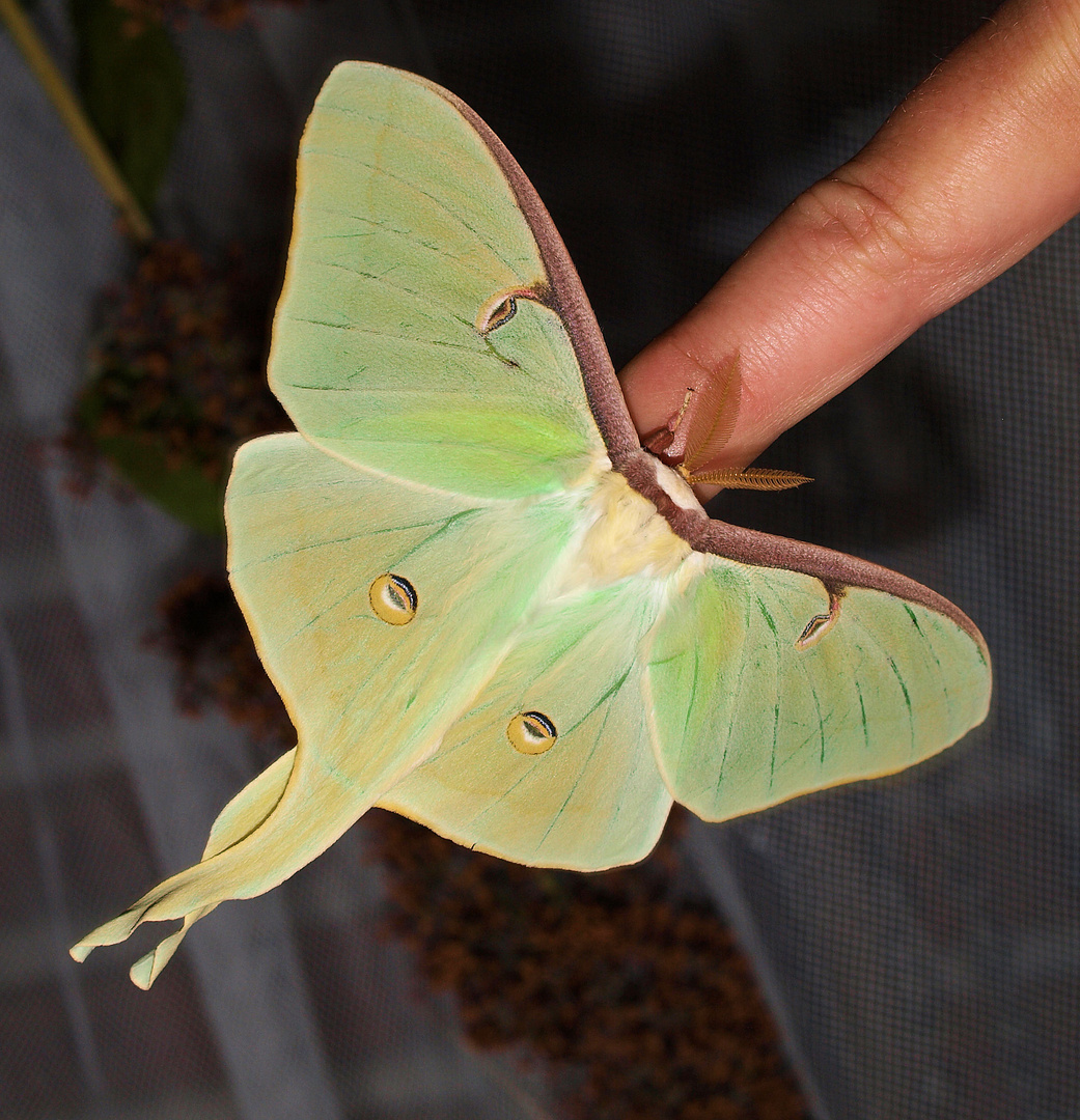Actias luna Foto & Bild | tiere, haustiere, terraristik Bilder auf ...