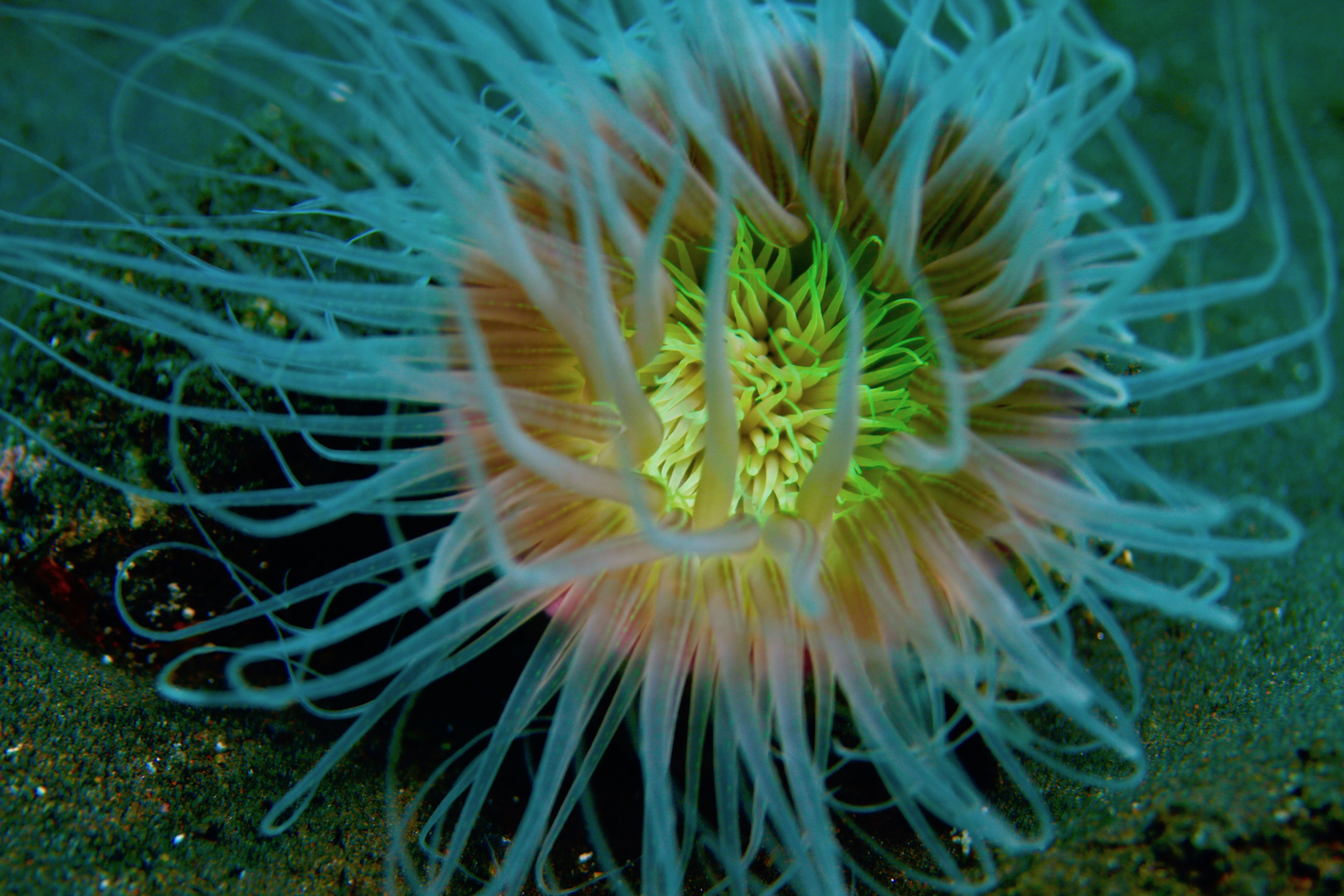 Actiniaria Foto & Bild | seerose, hexacorallia, seeanemonen Bilder auf ...