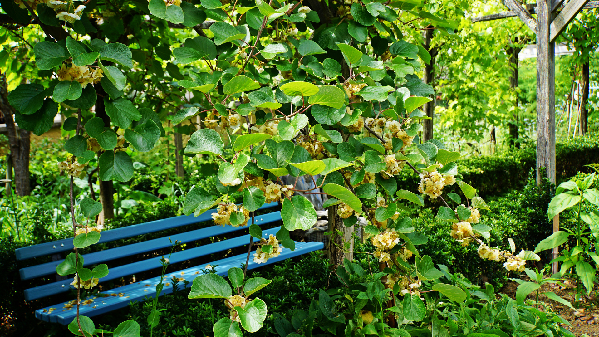 Actinidia Deliciosa photo et image | nature, kiwi, fruit Images ...