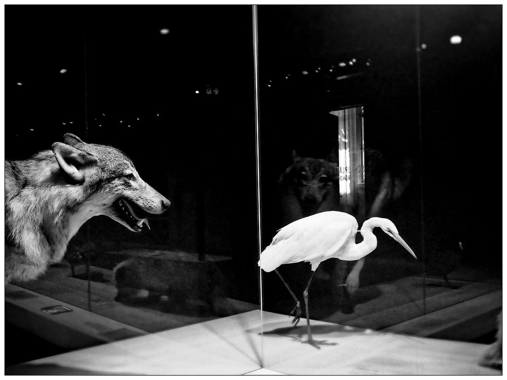 Acune chance pour l'aigrette photo et image | nature, s-w, monochrome ...