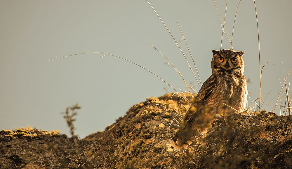 ñacurutú Imagen & Foto | animales, aves, naturaleza Fotos de fotocommunity