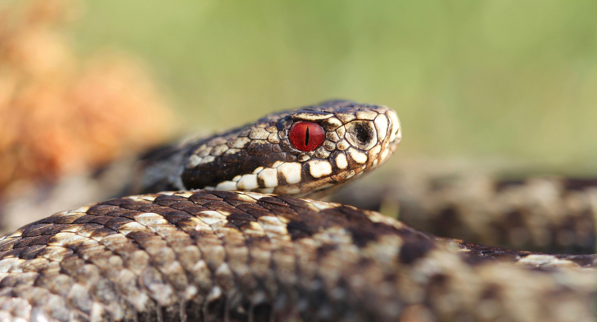 adder eye Foto & Bild | sommer, makro, natur Bilder auf fotocommunity