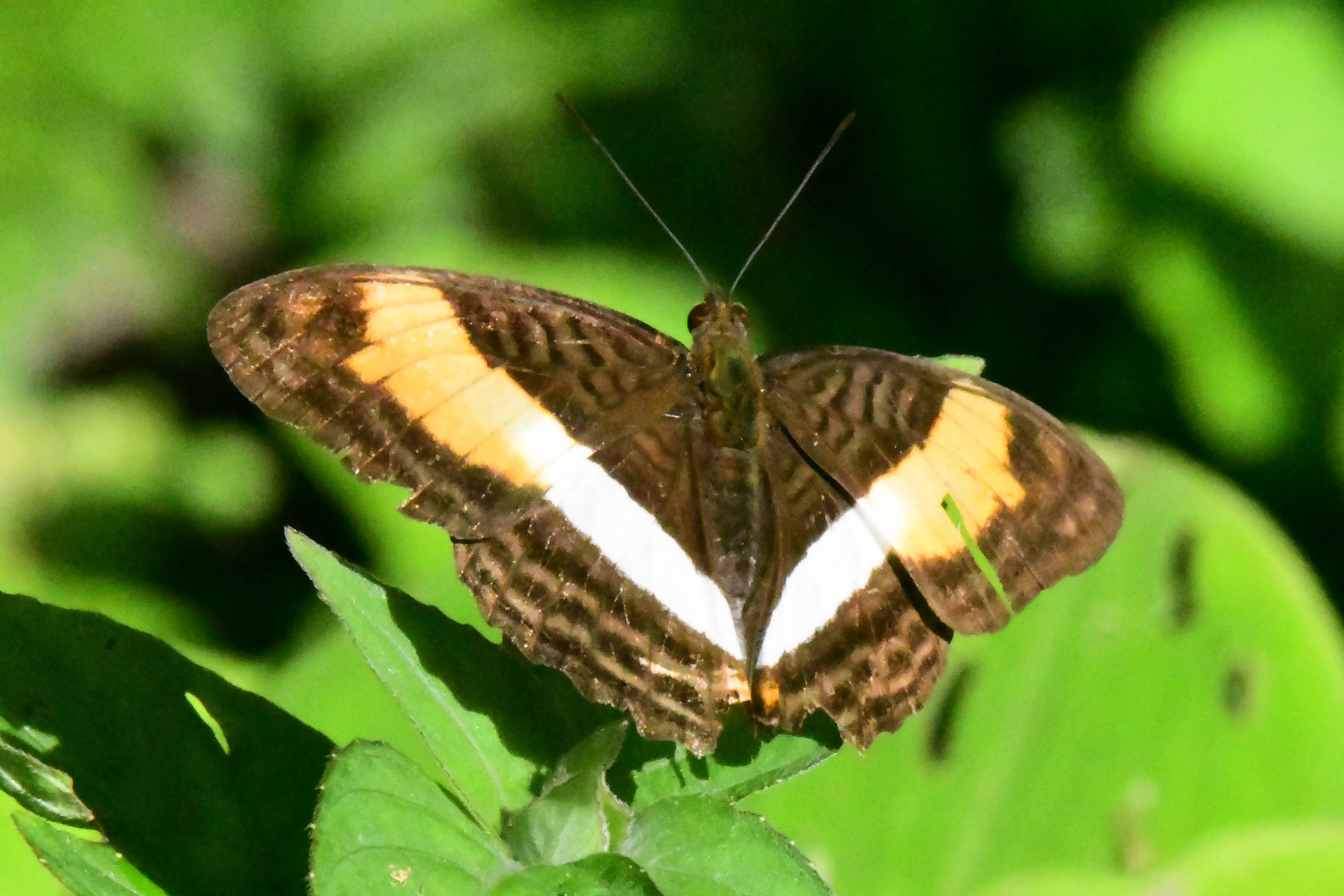 Adelpha Foto & Bild | natur, insekten, tiere Bilder auf fotocommunity