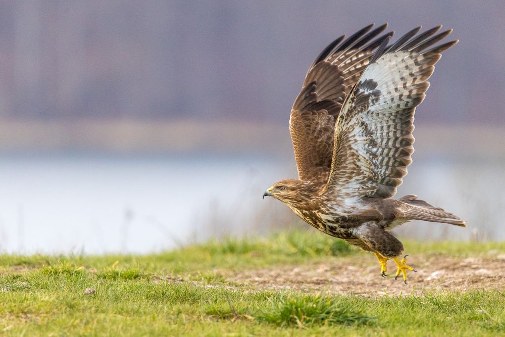 Adieu Foto & Bild | tiere, wildlife, wild lebende vögel Bilder auf ...