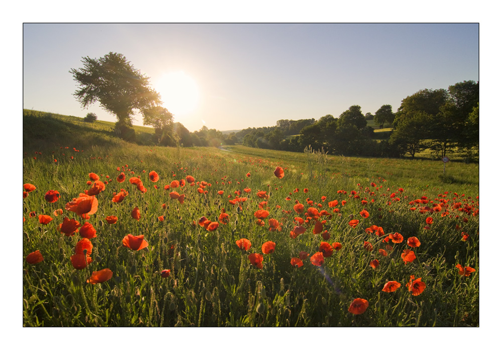 Adieu... Foto & Bild | pflanzen, pilze & flechten, blüten ...