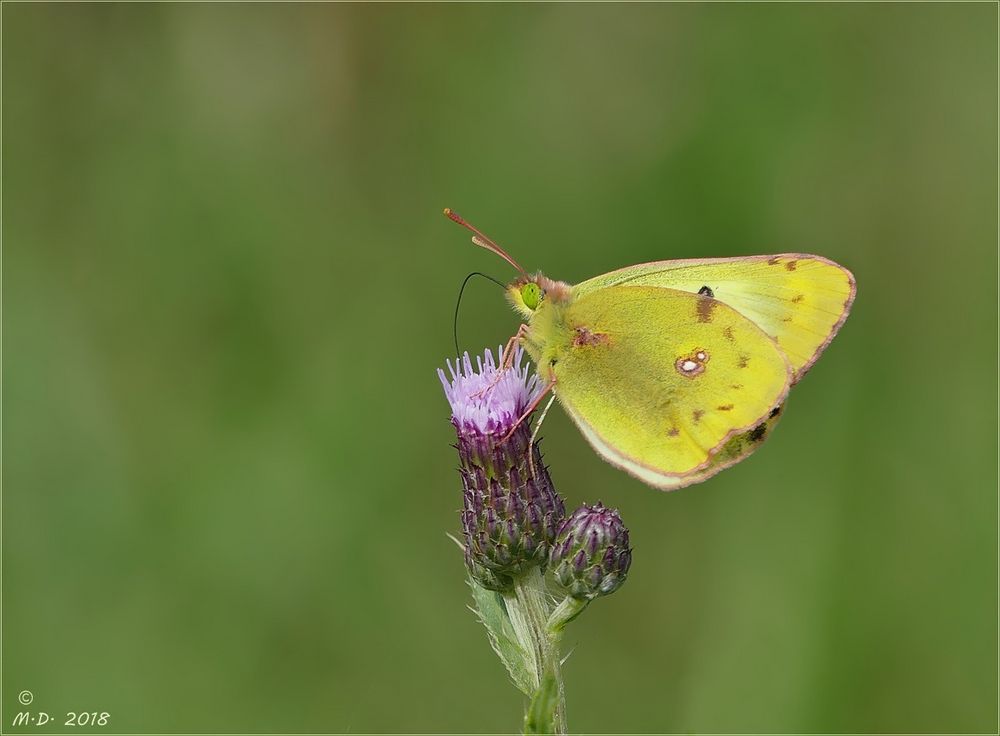 Adieu Sommer !!! Foto & Bild | sommer, natur, insekten Bilder auf ...
