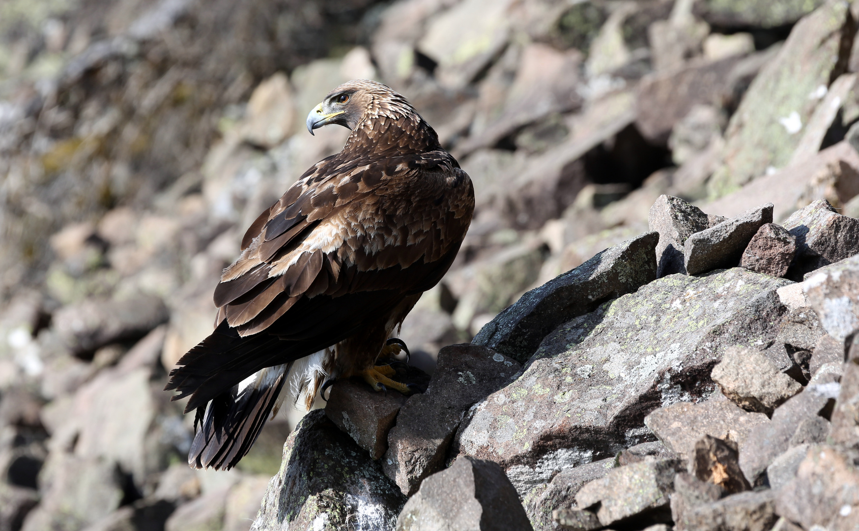 adler Foto & Bild | tiere, wildlife, wild lebende vögel Bilder auf ...