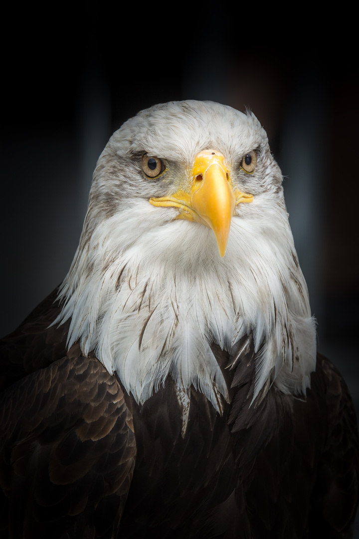 Adler Foto & Bild | natur, tiere, vögel Bilder auf fotocommunity