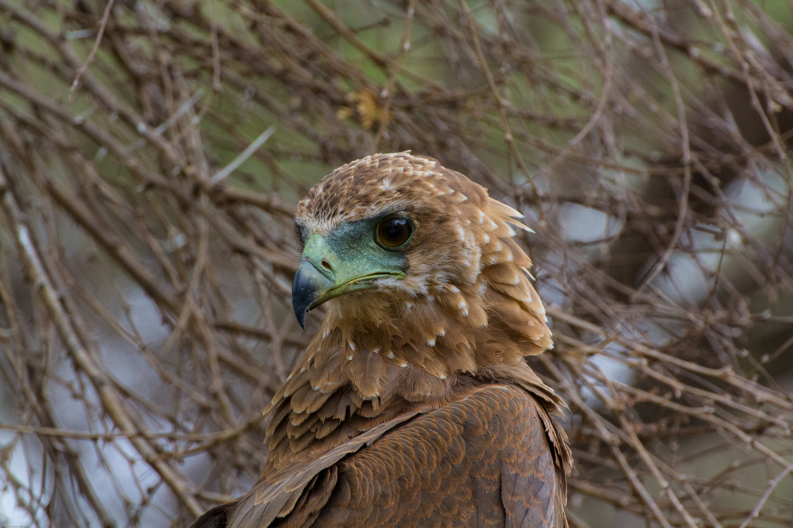 Adler 2 Foto & Bild | tiere, wildlife, wild lebende vögel Bilder auf ...