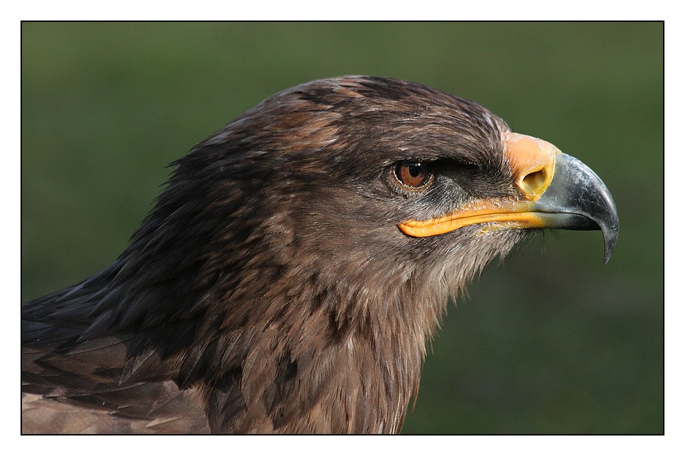 Adler (2) Foto & Bild | tiere, zoo, wildpark & falknerei, vögel Bilder ... Adler (2) Foto & Bild | tiere, zoo, wildpark & falknerei, vögel Bilder ...
