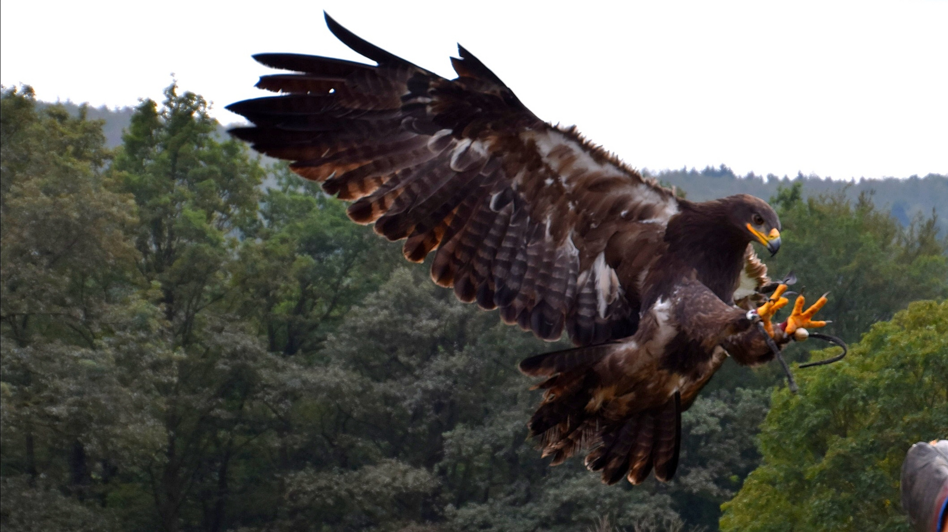 Adler Foto & Bild | Bilder auf fotocommunity