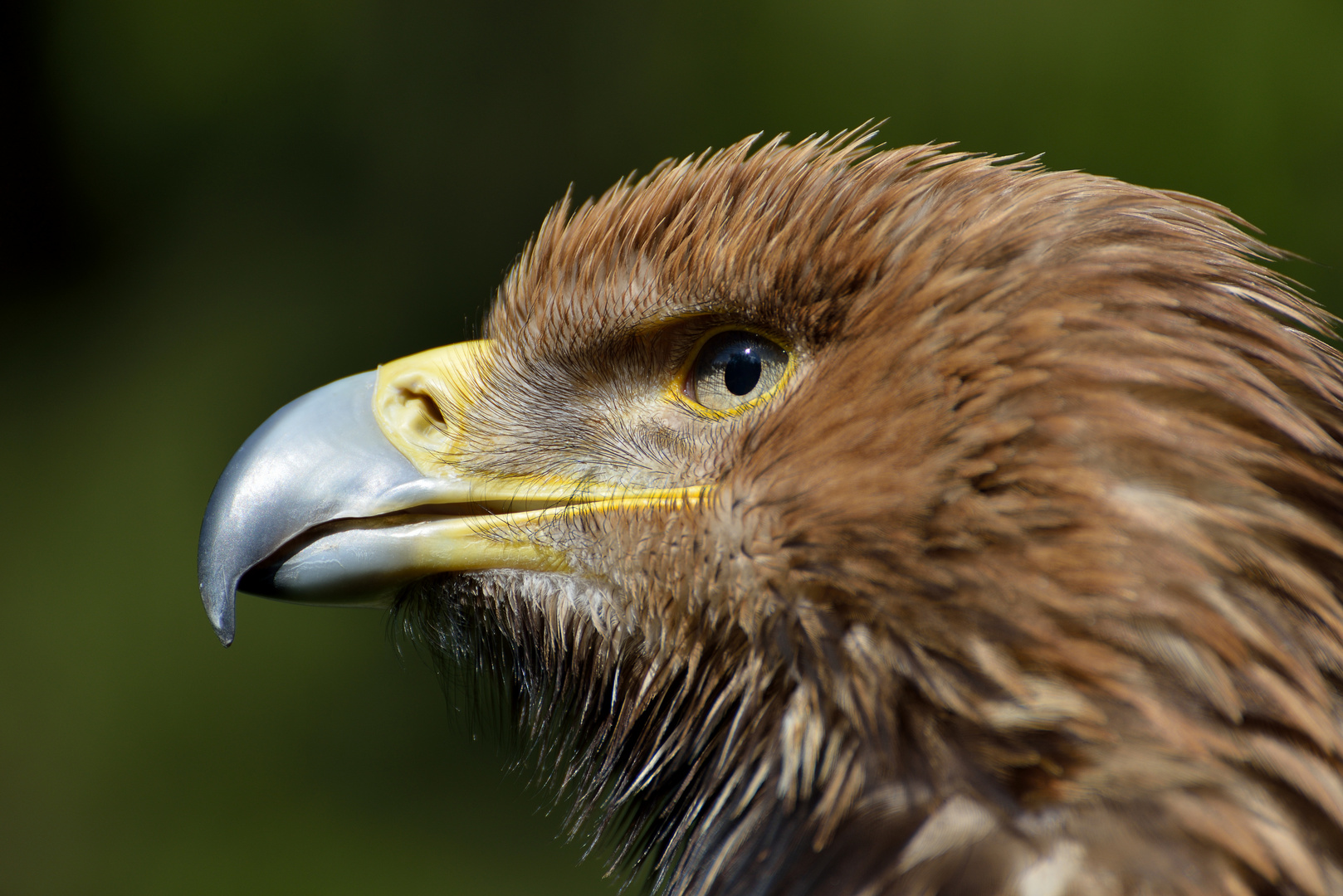 Adler Foto & Bild | tiere, zoo, wildpark & falknerei, vögel Bilder auf ...