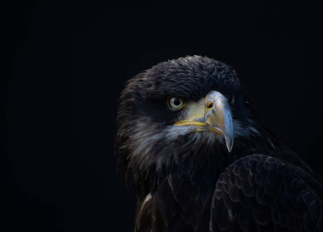 Adler Foto & Bild | tiere, wildlife, outdoor Bilder auf fotocommunity