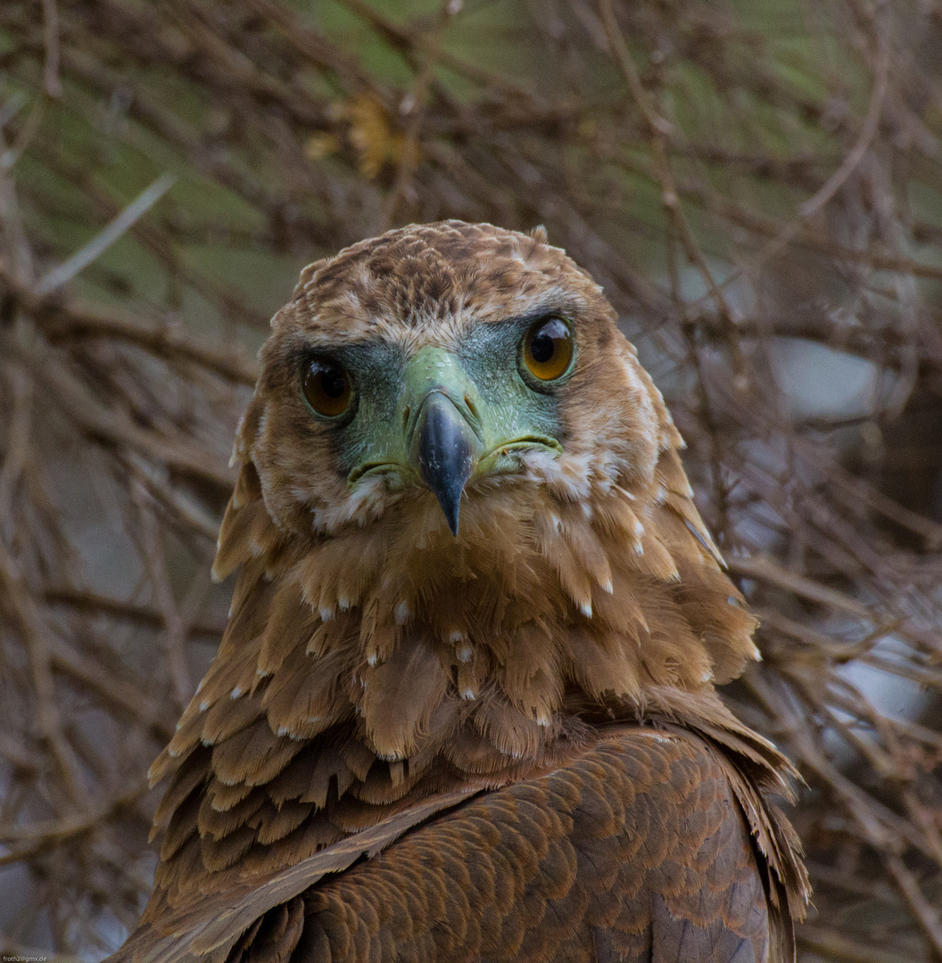 Adler Foto & Bild | tiere, wildlife, wild lebende vögel Bilder auf ...