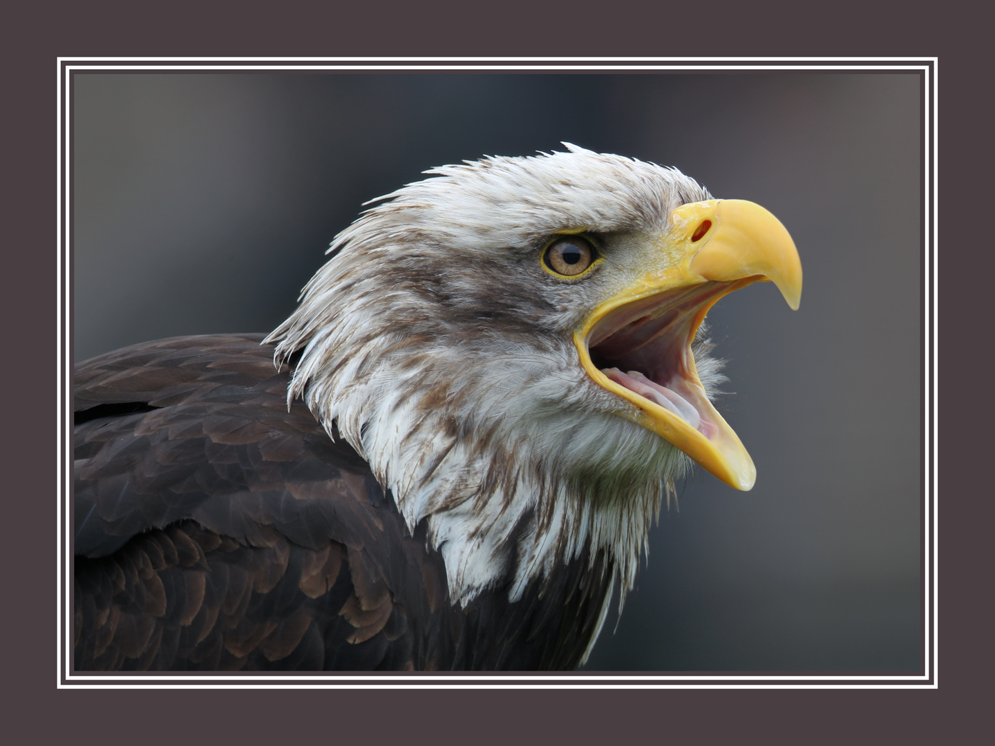 Adler Foto & Bild | landschaft, rückkehr der natur, natur Bilder auf ...