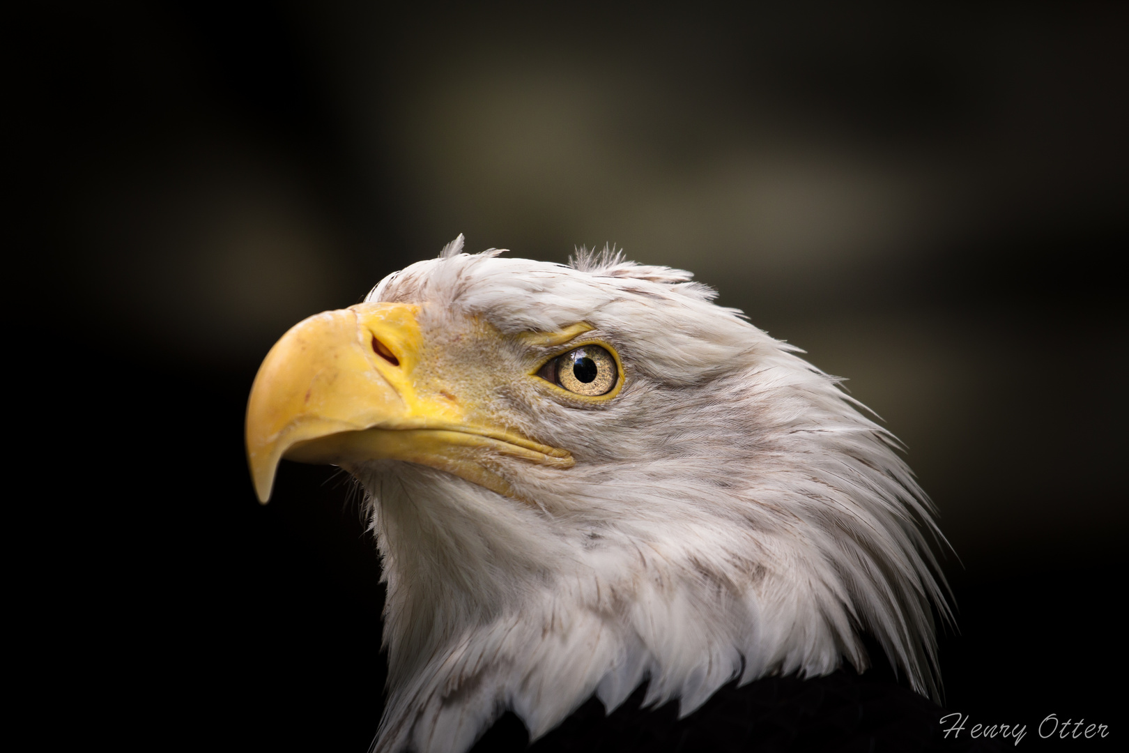 Adler Foto & Bild | tiere, zoo, wildpark & falknerei, vögel Bilder auf ...