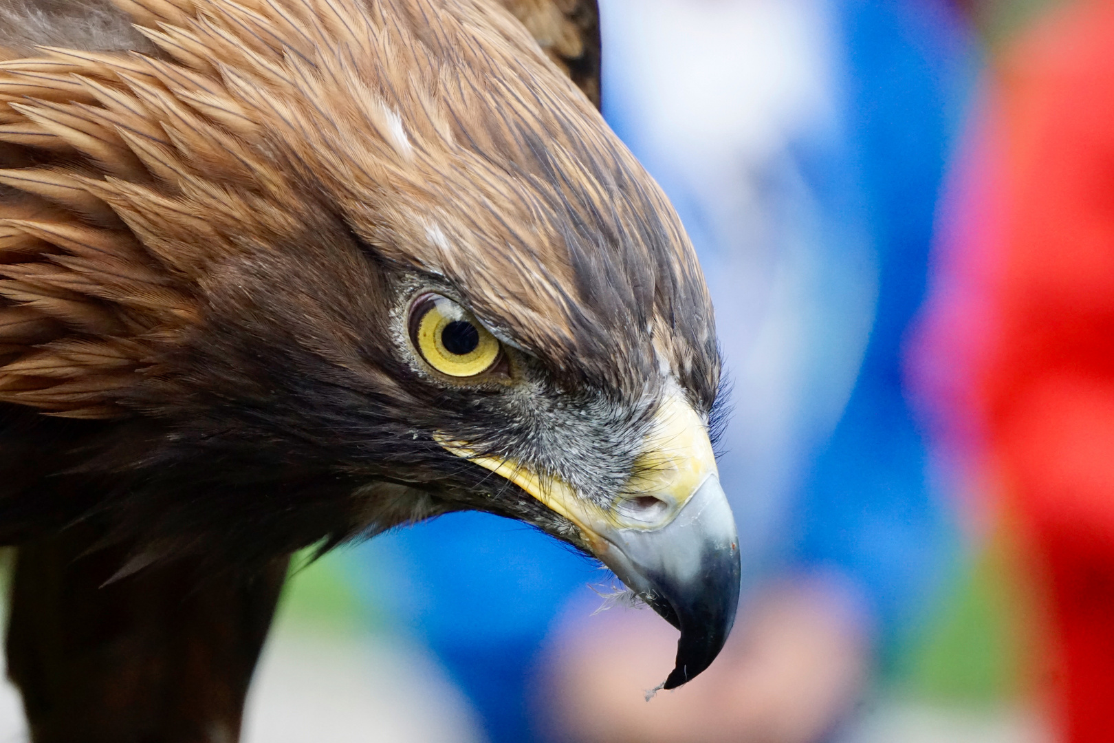 Adler Foto & Bild | tiere, zoo, wildpark & falknerei, natur Bilder auf ...
