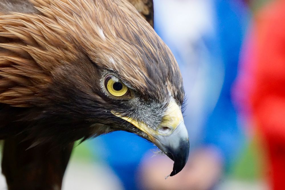 Adler Foto & Bild | tiere, zoo, wildpark & falknerei, natur Bilder auf ...