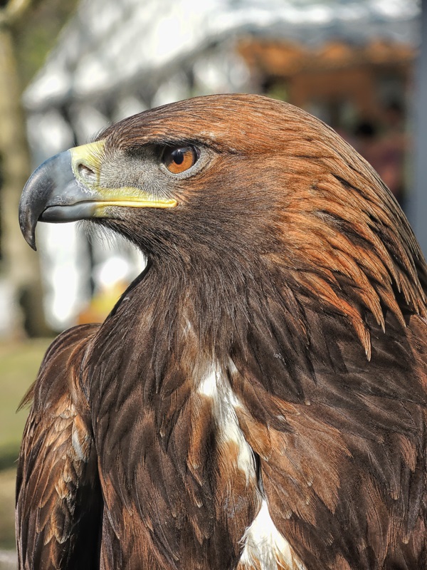 Adler Foto & Bild | tiere, zoo, wildpark & falknerei, vögel Bilder auf ...
