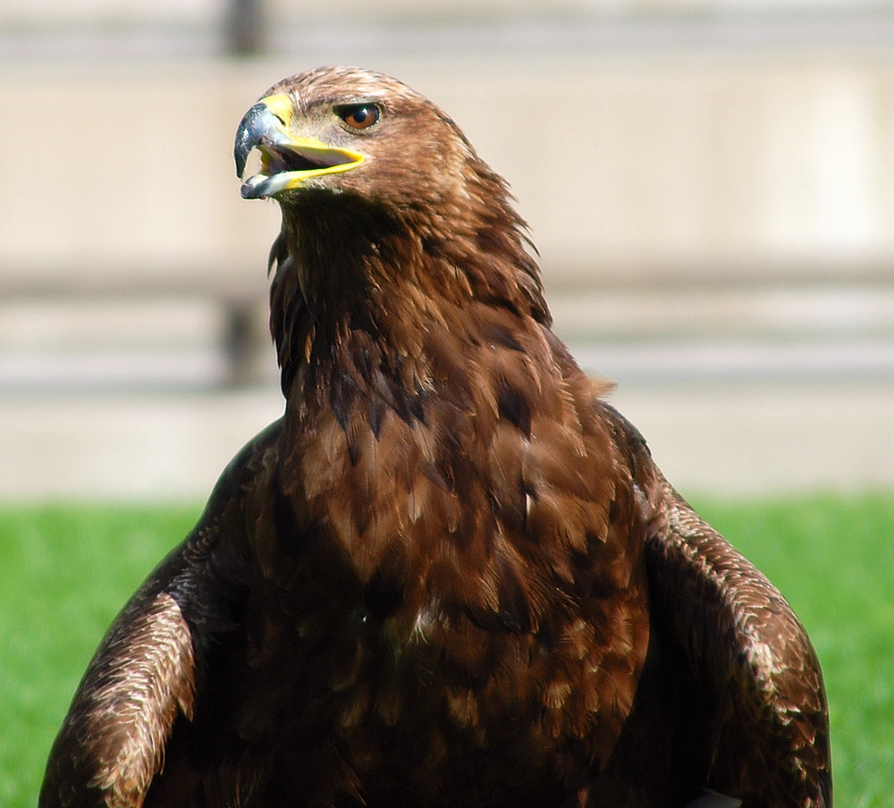 Adler Foto & Bild | tiere, natur Bilder auf fotocommunity