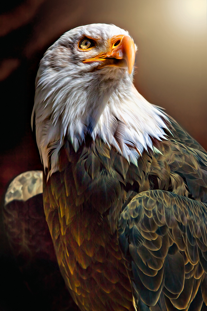 Adler Foto & Bild | licht, natur, vogel Bilder auf fotocommunity