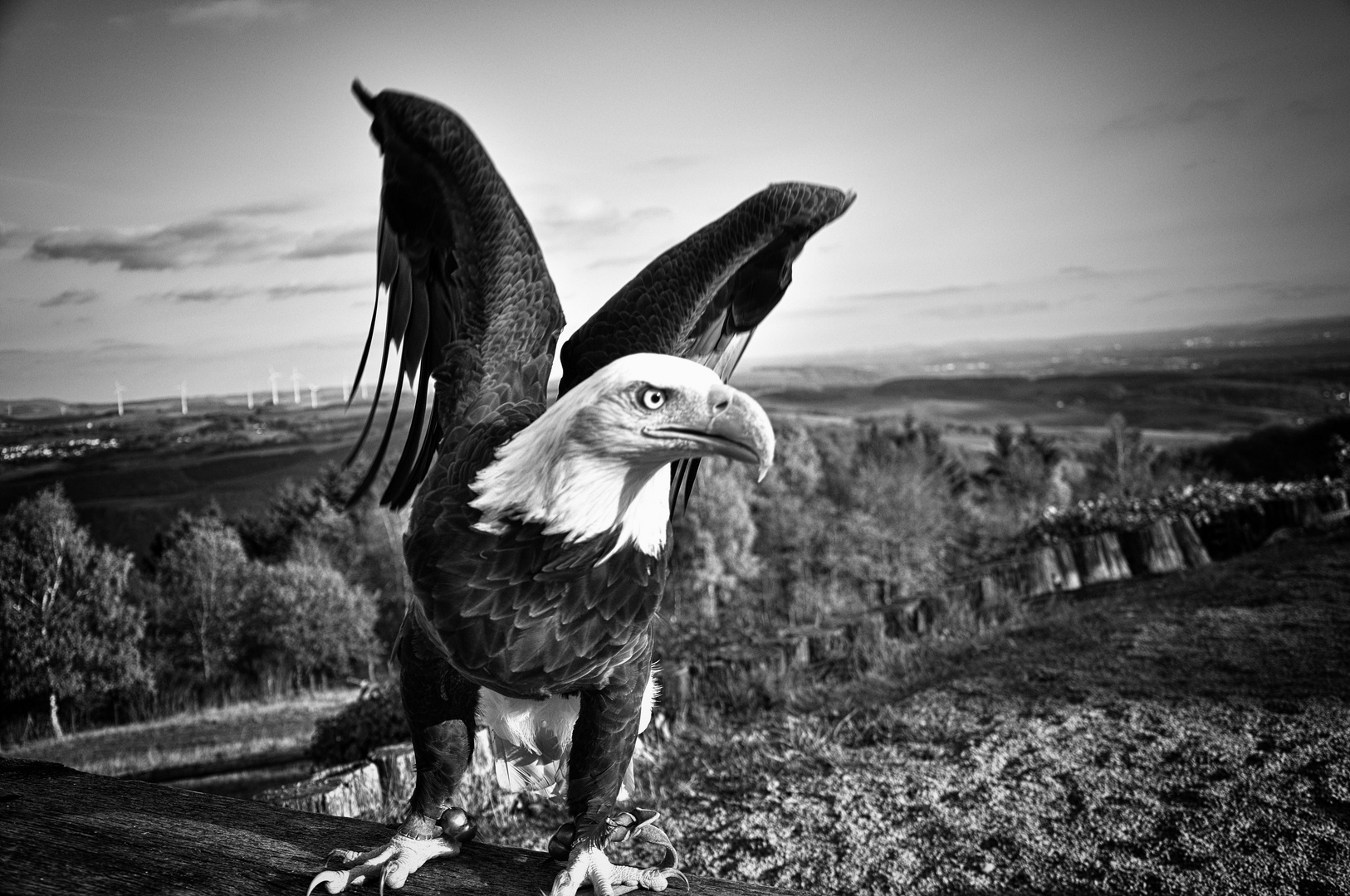 Adler Foto & Bild | outdoor, natur, tiere Bilder auf fotocommunity