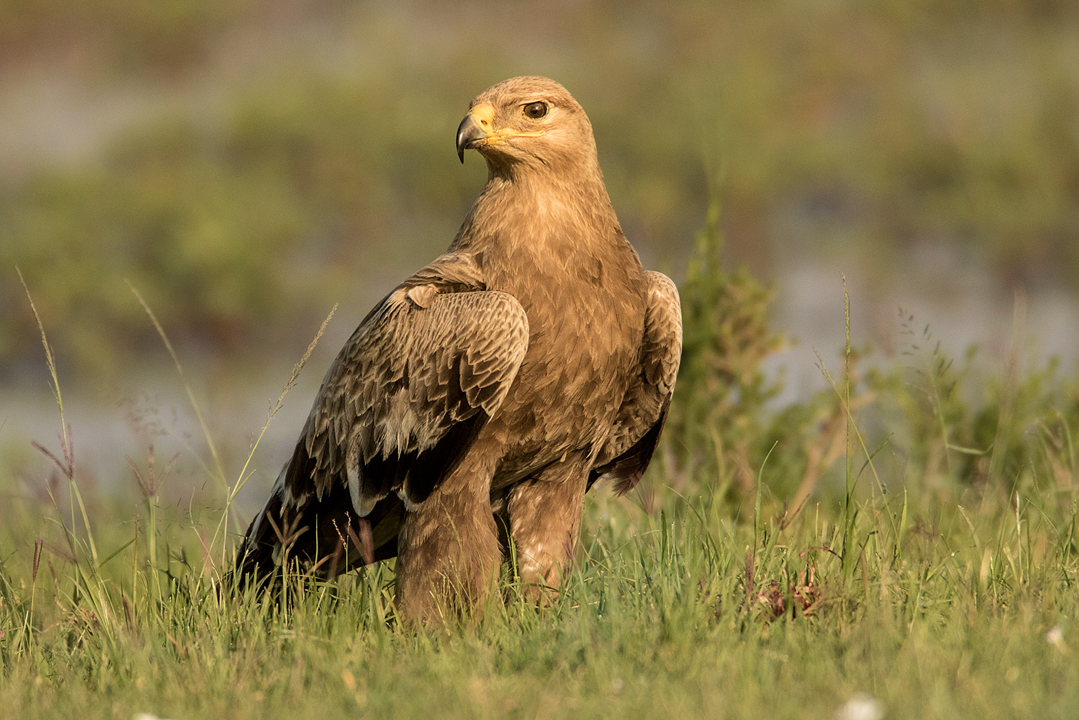 Adler Foto & Bild | tiere, wildlife, wild lebende vögel Bilder auf ...