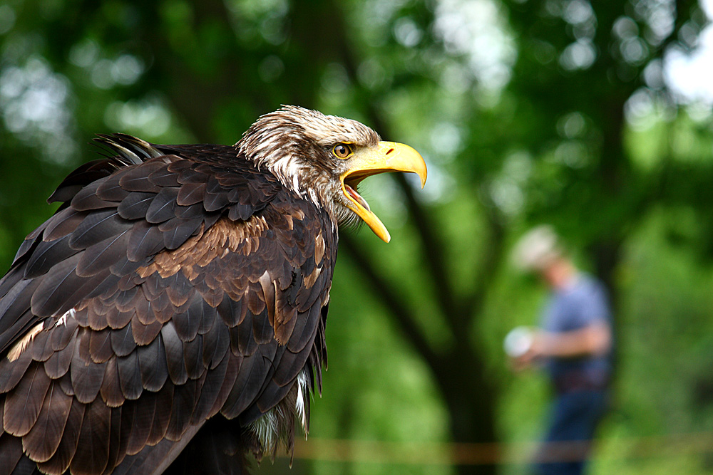 Adler Foto & Bild | tiere, wildlife, wild lebende vögel Bilder auf ...