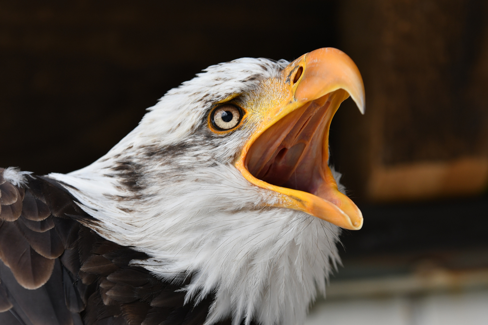 Adler Foto & Bild | falknerei, natur Bilder auf fotocommunity