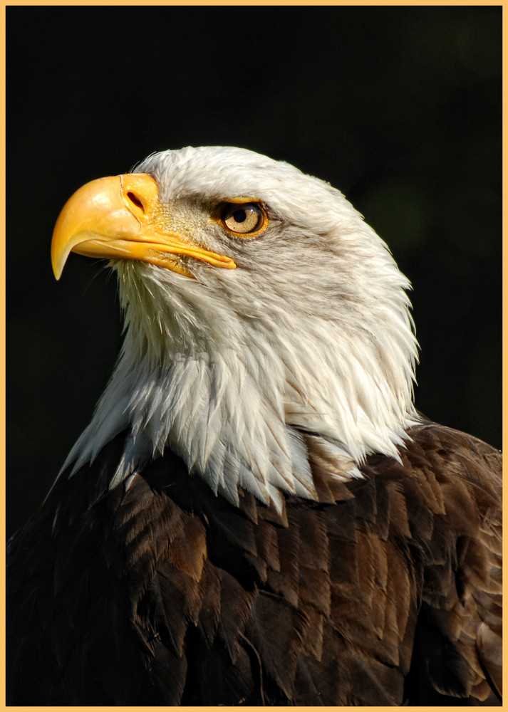 Adler Foto & Bild | tiere, natur Bilder auf fotocommunity Adler Foto & Bild | tiere, natur Bilder auf fotocommunity