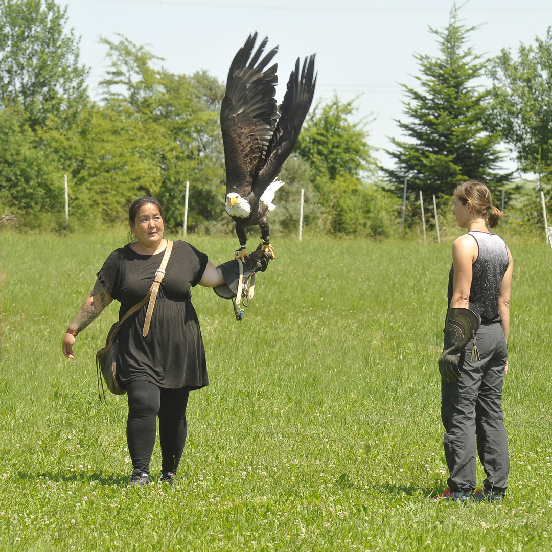 Adler Foto & Bild | tiere, tier und mensch, natur Bilder auf fotocommunity