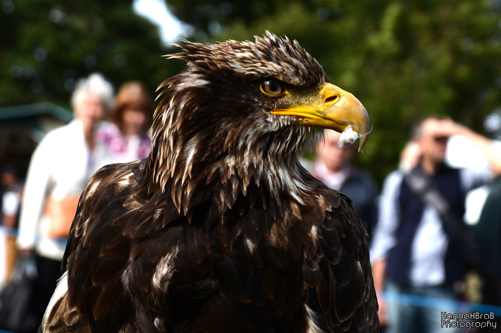 Adler Foto & Bild | anfängerecke - nachgefragt, nachgefragt ...