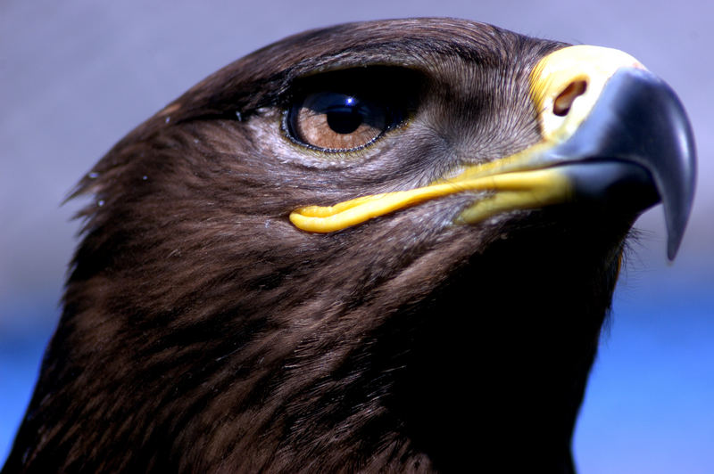 Adler Foto & Bild | tiere, zoo, wildpark & falknerei, vögel Bilder auf ...