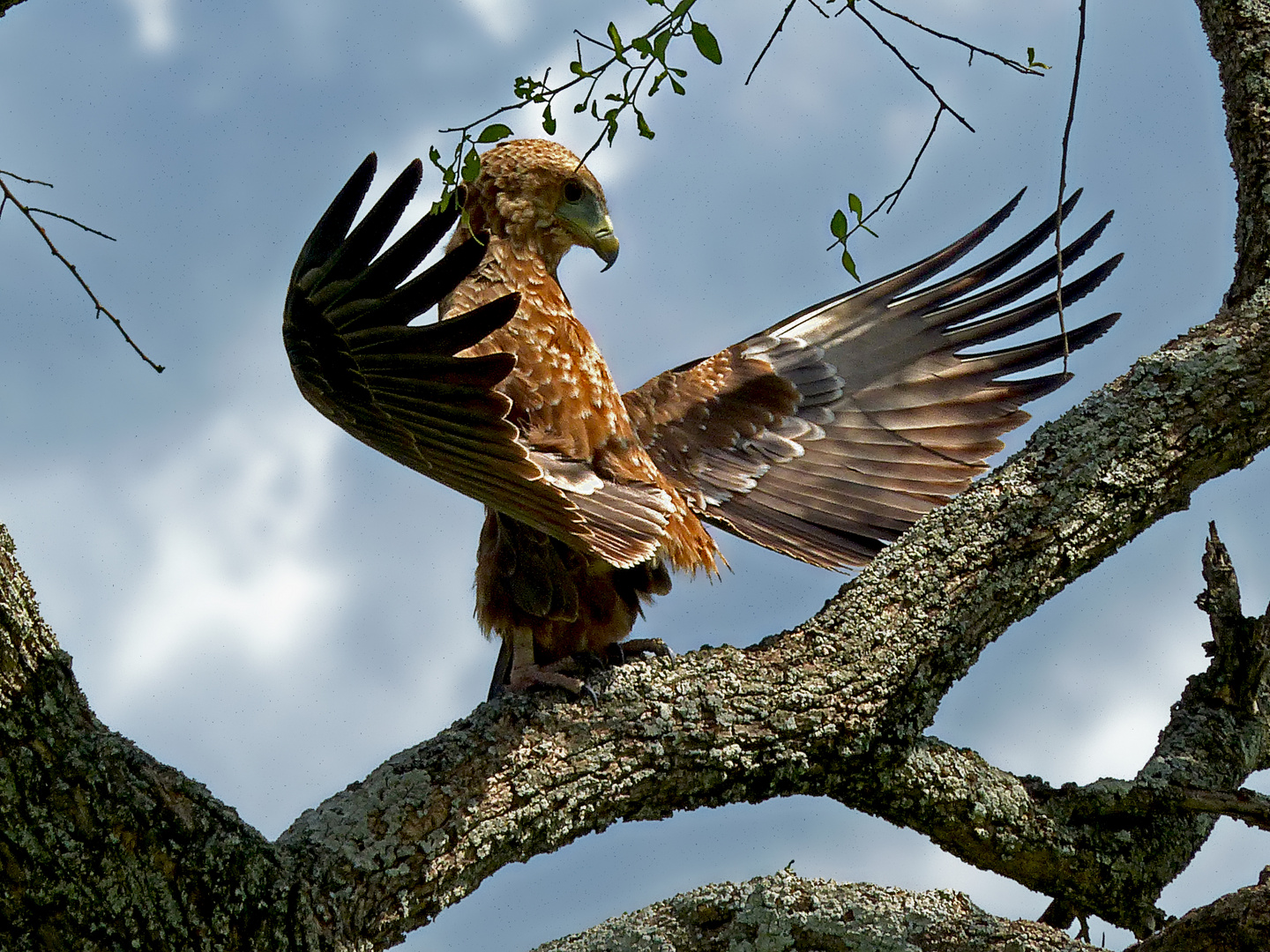 Adler Foto & Bild | urlaub, fotos, world Bilder auf fotocommunity