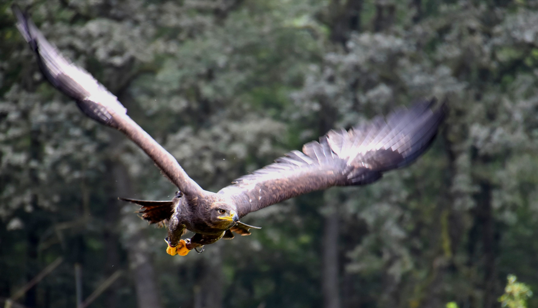 Adler Foto & Bild | natur Bilder auf fotocommunity