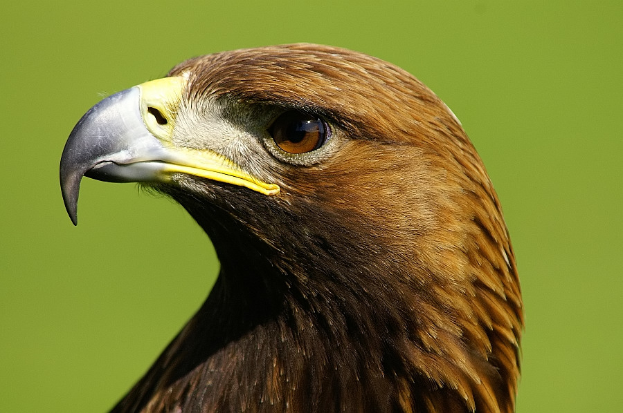 Adler Foto & Bild | tiere, zoo, wildpark & falknerei, vögel Bilder auf ...