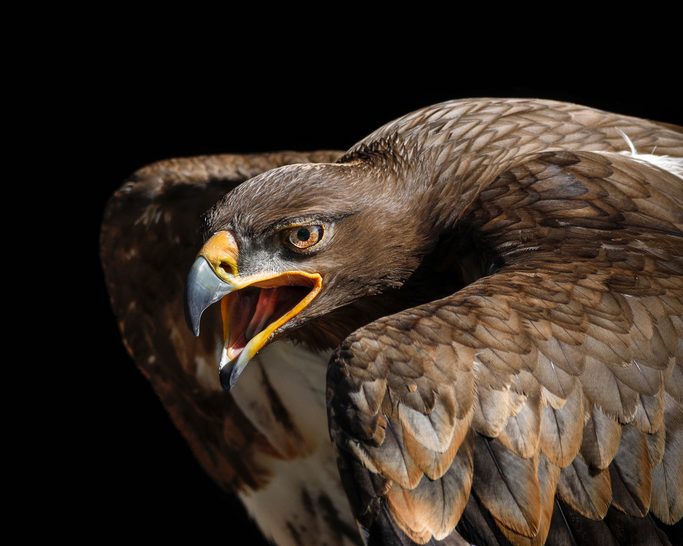 Adler Foto & Bild | natur, zoo, tiere Bilder auf fotocommunity