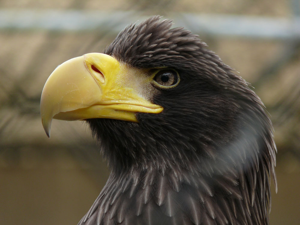 Adler Foto & Bild | tiere, zoo, wildpark & falknerei, vögel Bilder auf ...