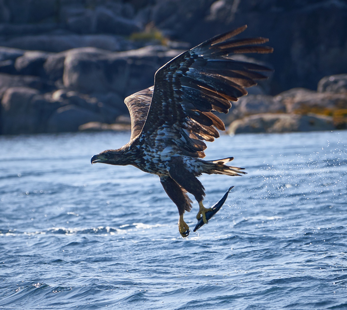 Adler Foto & Bild | tiere, wildlife, wild lebende vögel Bilder auf ...