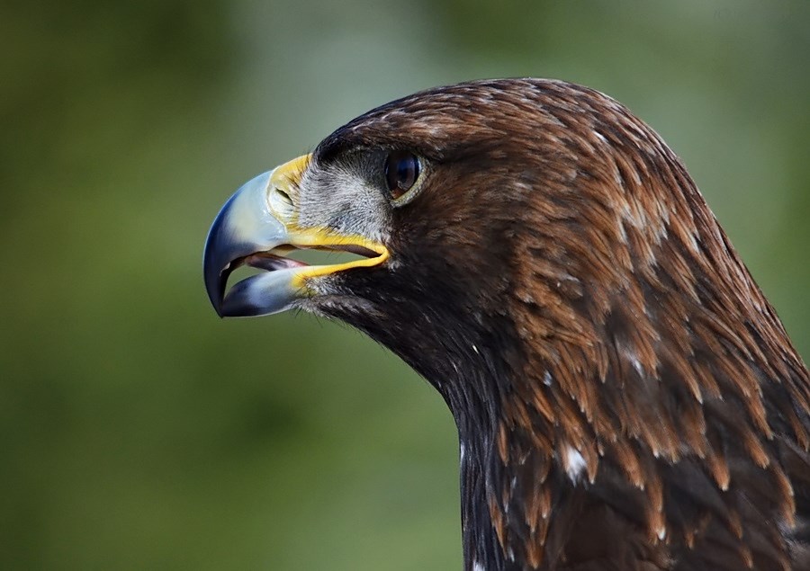 Adler aus Stein ?!? Foto & Bild | tiere, zoo, wildpark & falknerei ...
