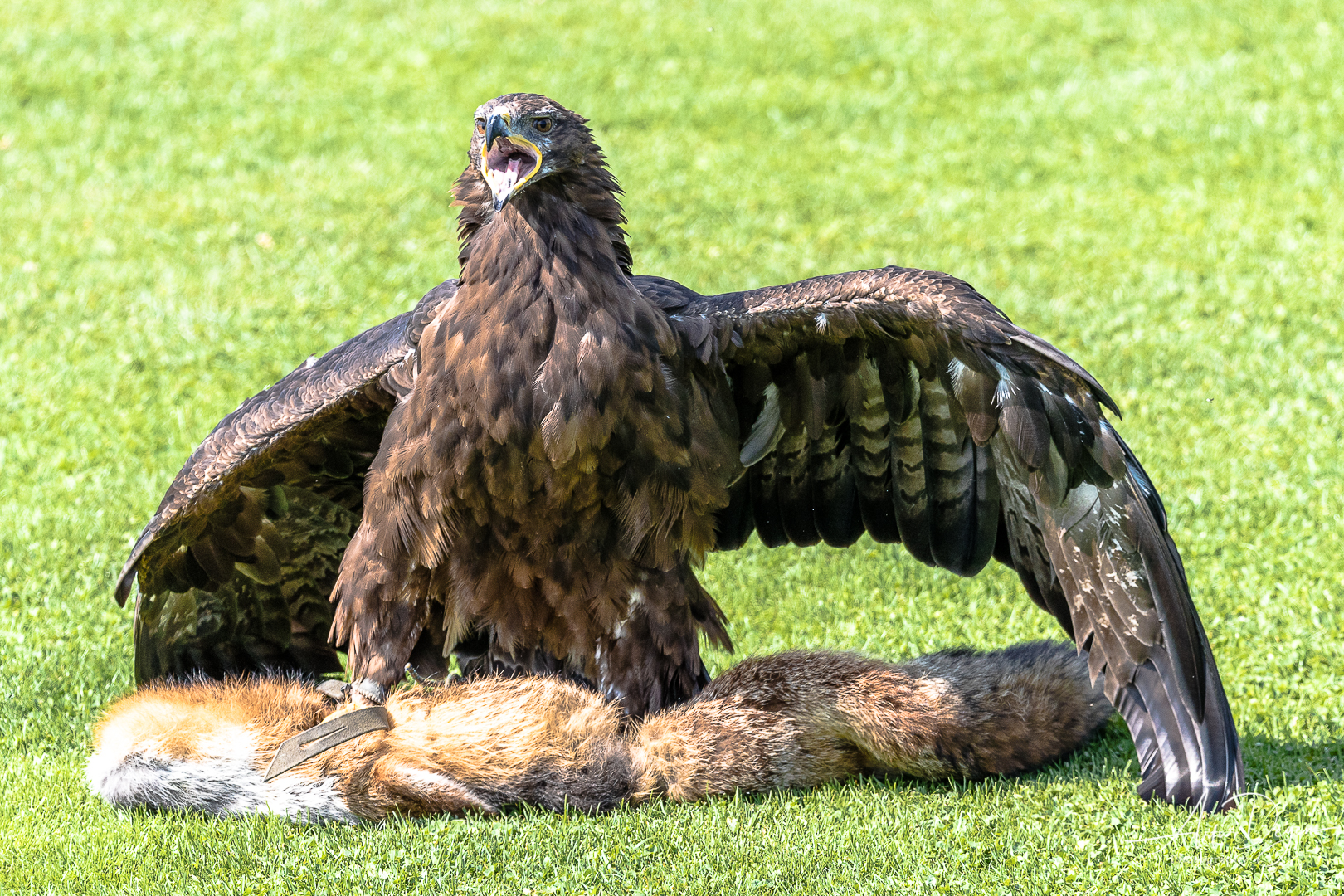 Adler Foto & Bild | natur Bilder auf fotocommunity