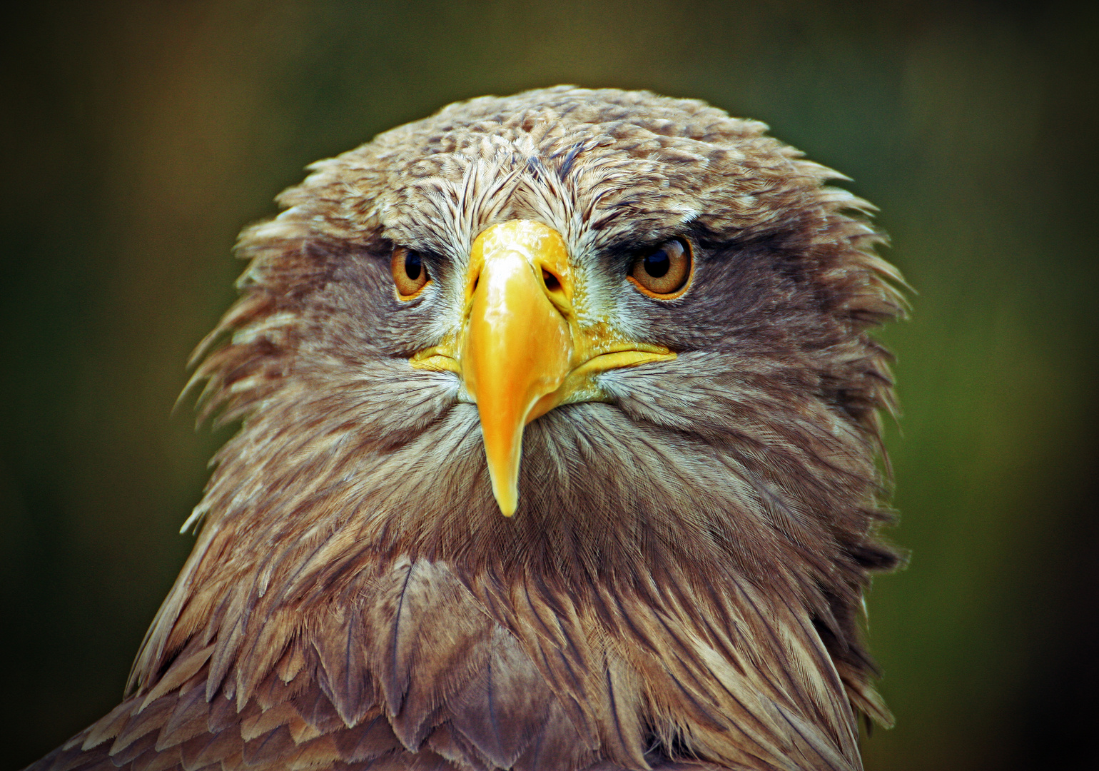 Adler Foto & Bild | tiere, zoo, wildpark & falknerei, vögel Bilder auf ...
