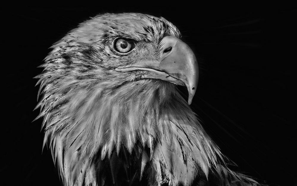 adler..... Foto & Bild | monochrom, bearbeitungs - techniken, greifvögel... Bilder auf fotocommunity