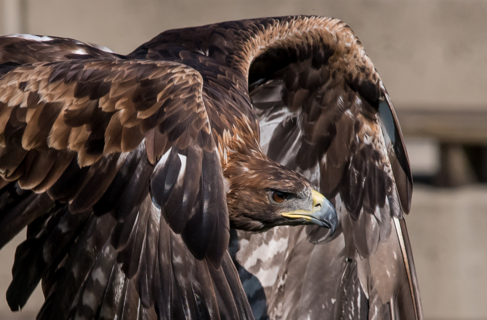 Adler Foto & Bild | natur, tiere, zoo, wildpark & falknerei Bilder auf ...