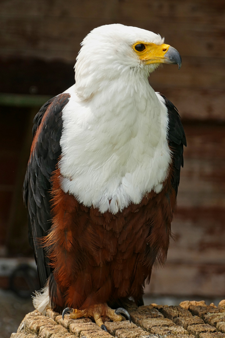 Adler Foto & Bild | tiere, zoo, wildpark & falknerei, vögel Bilder auf ...