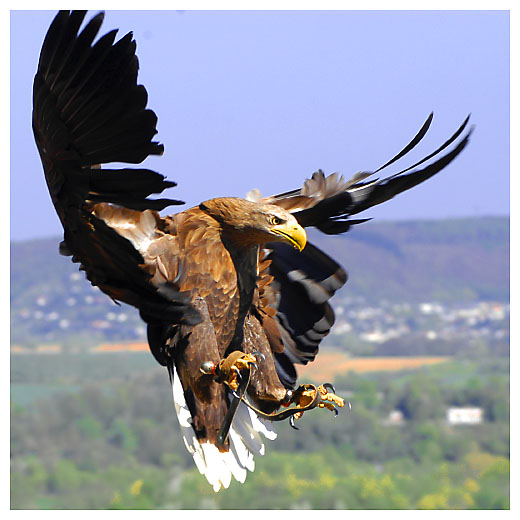 Adler im Anflug Foto & Bild | tiere, wildlife, wild lebende vögel ...