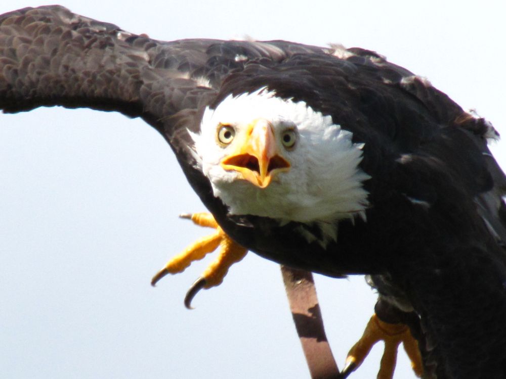 Adler im Flug - Bild & Foto von Samuel Kasper aus Die besten Bilder ...